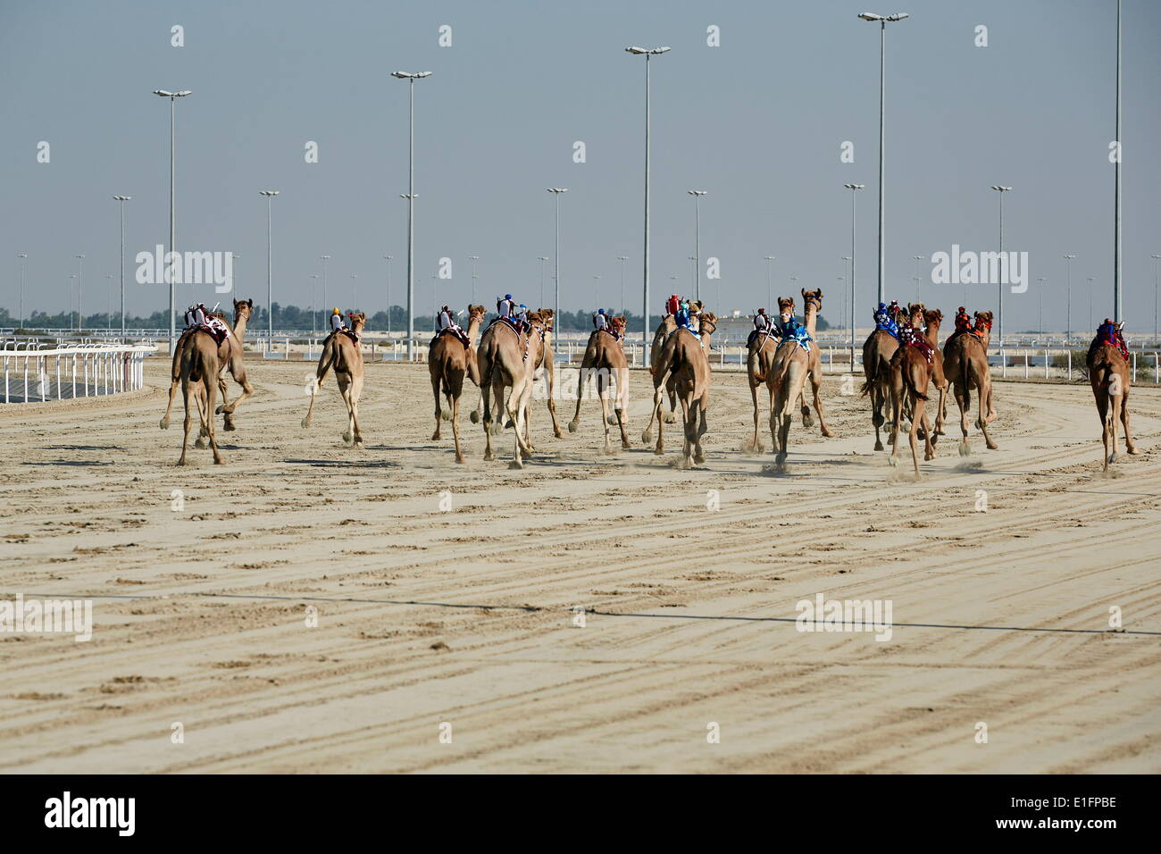 Camel racing at Al Shahaniya race track, 20km outside Doha, Qatar ...