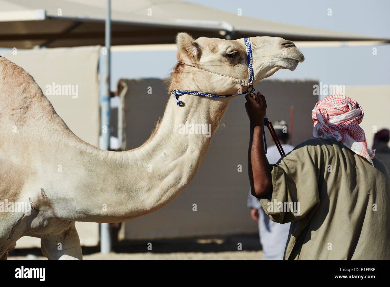 Camel Racing at Al Shahaniya race track, 20km outside Doha, Qatar ...