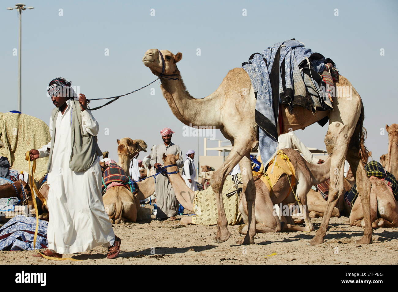 Camel Racing at Al Shahaniya race track, 20km outside Doha, Qatar ...