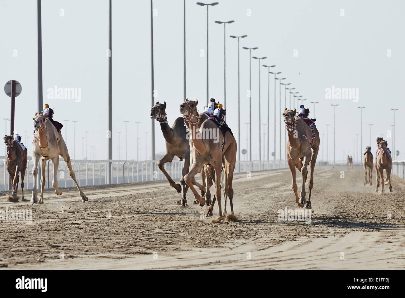 Camel racing hi-res stock photography and images - Alamy