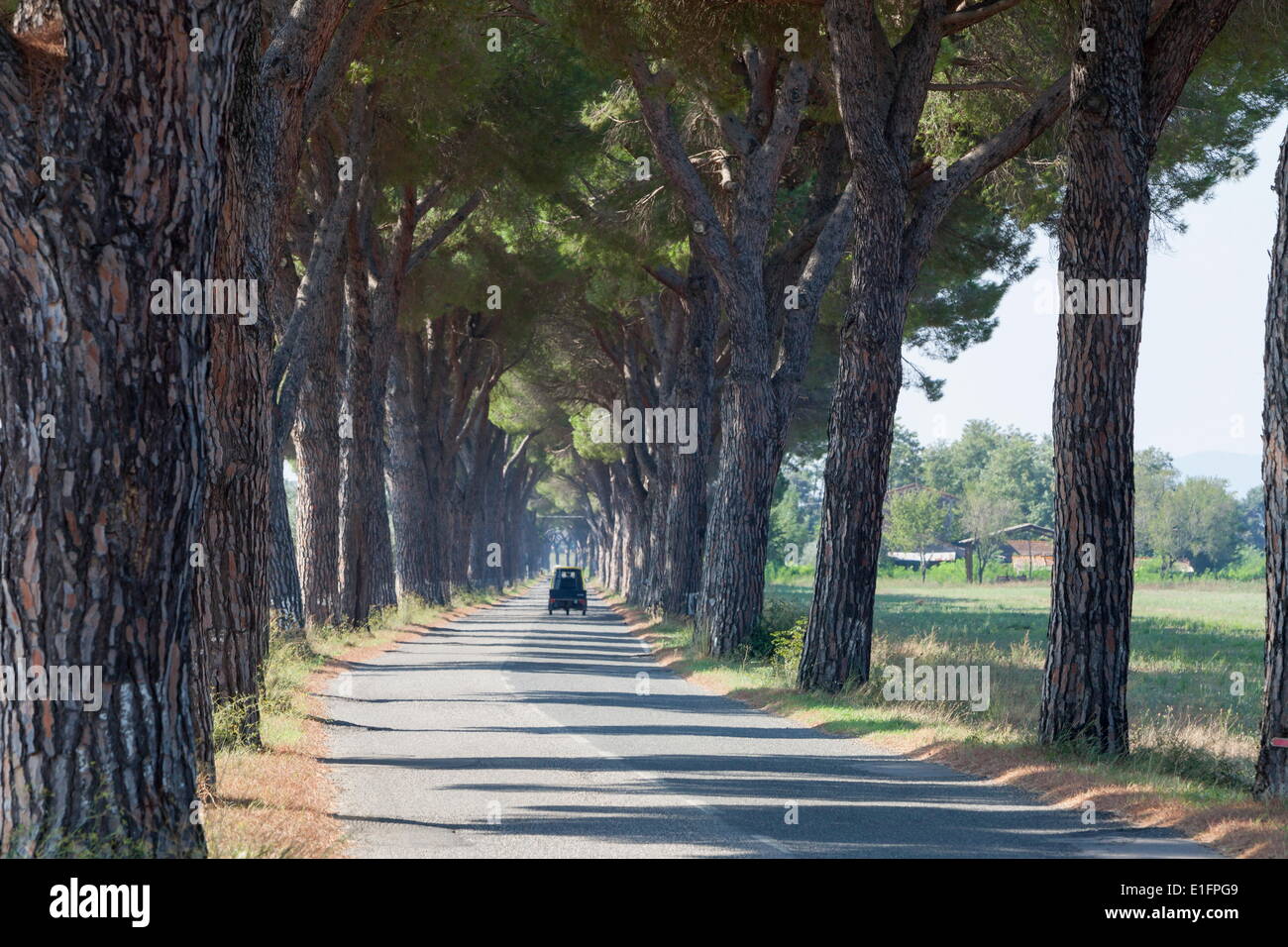 Pine tree lined road with small Piaggio three wheeled van travelling ...