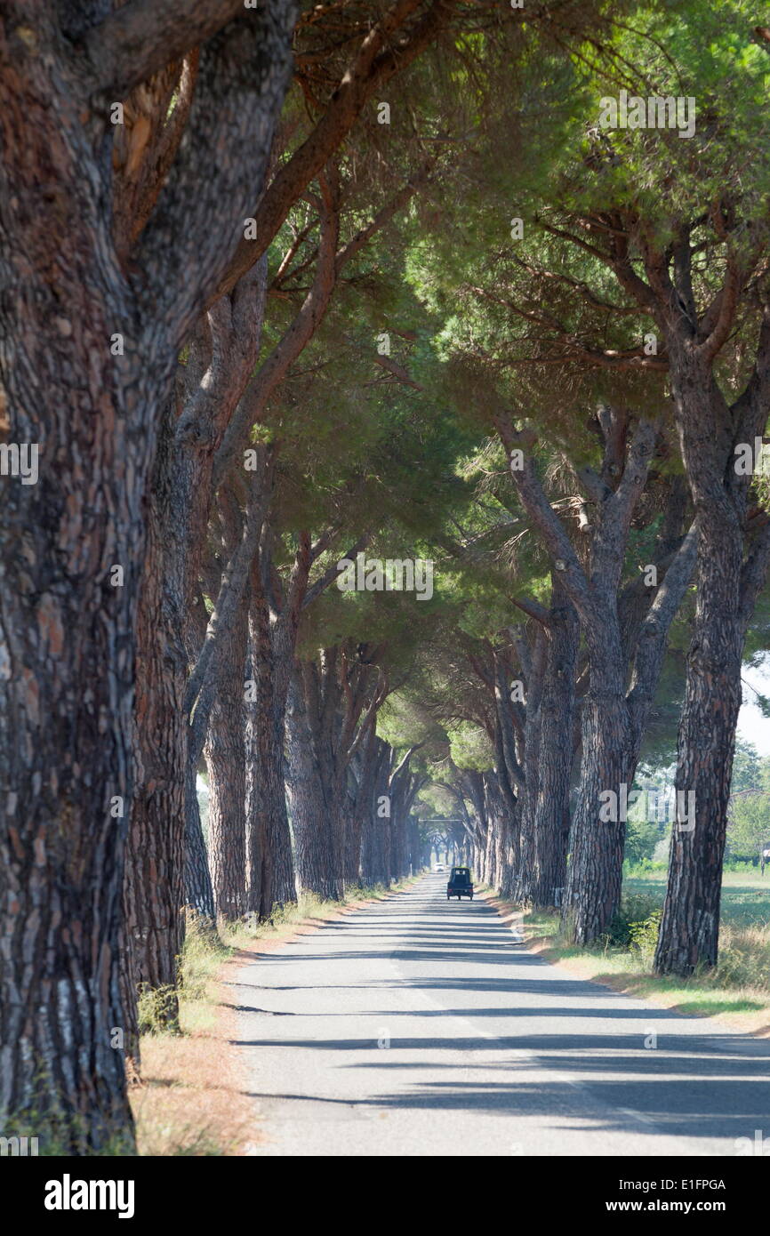 Pine tree lined road with small Piaggio three wheeled van travelling ...