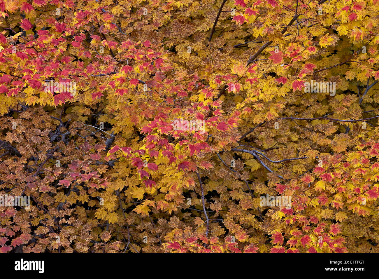 Vine maple (Acer circinatum) in the fall, Mount Hood National Forest ...