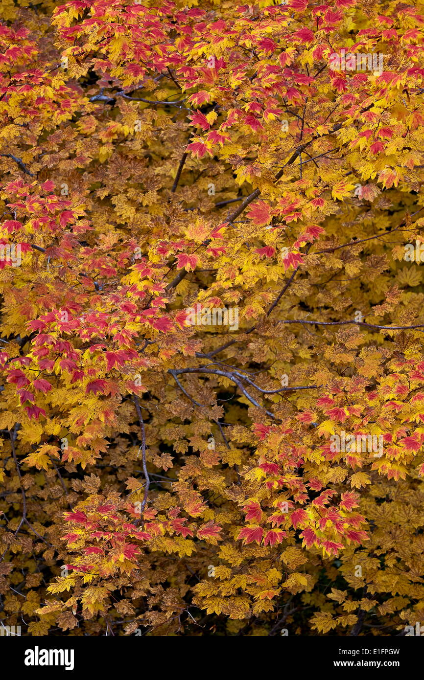 Vine maple (Acer circinatum) in the fall, Mount Hood National Forest ...