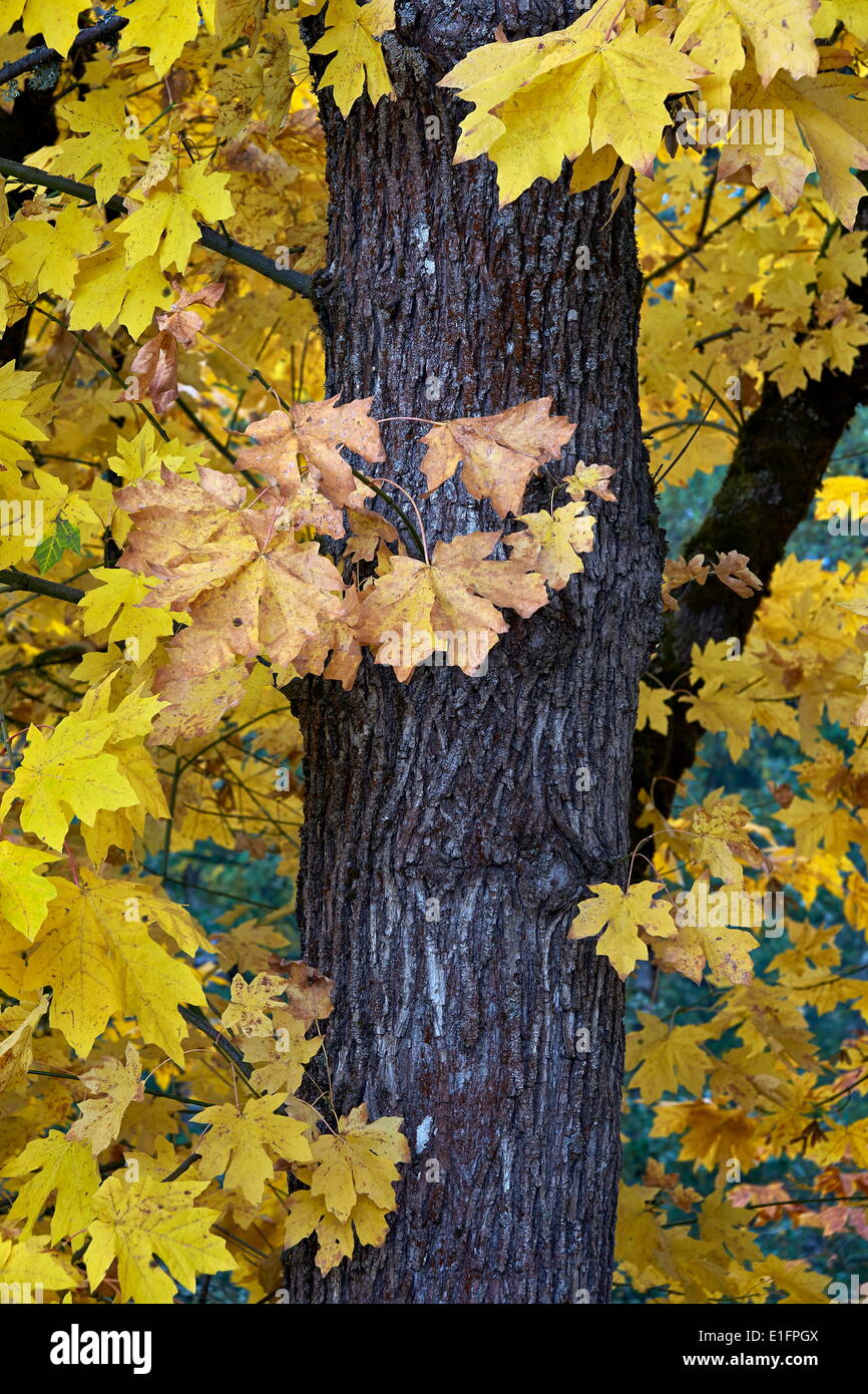 Bigleaf maple (Oregon maple) (Acer macrophyllum) in the fall, Mount ...