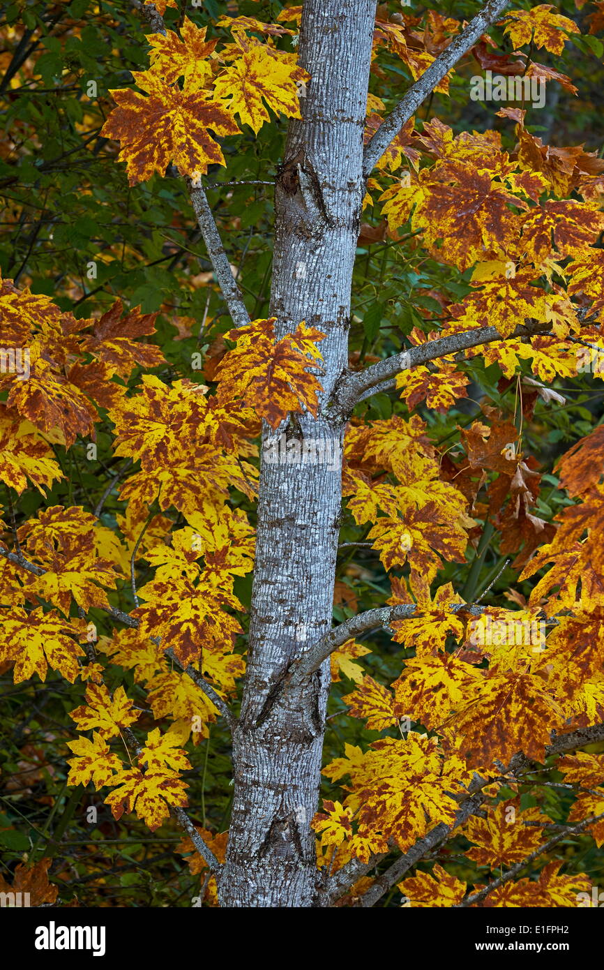 Bigleaf Maple Oregon Maple Acer Macrophyllum In The Fall Mount