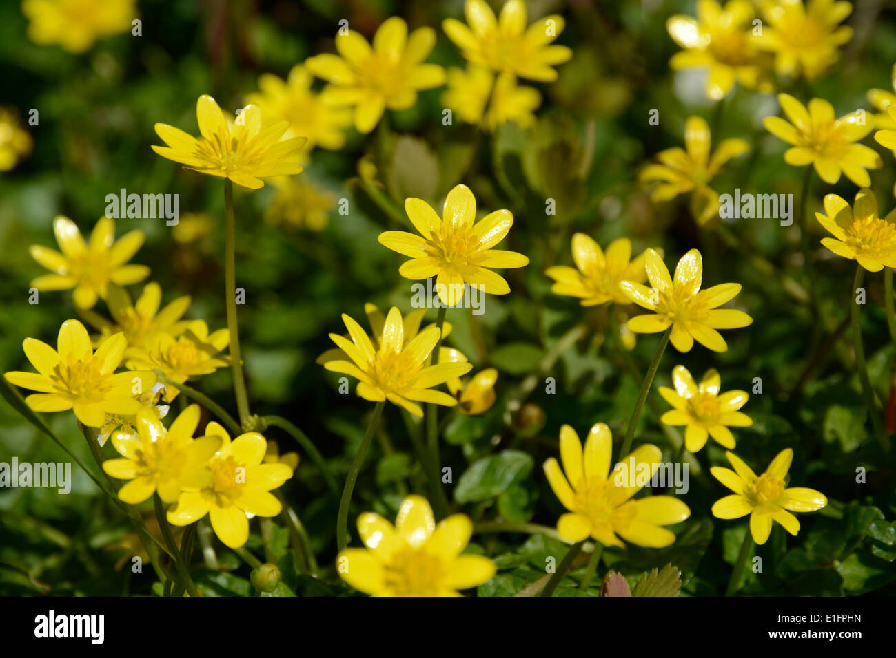 Lesser Celandine (Ranunculus ficaria) flowers Stock Photo - Alamy