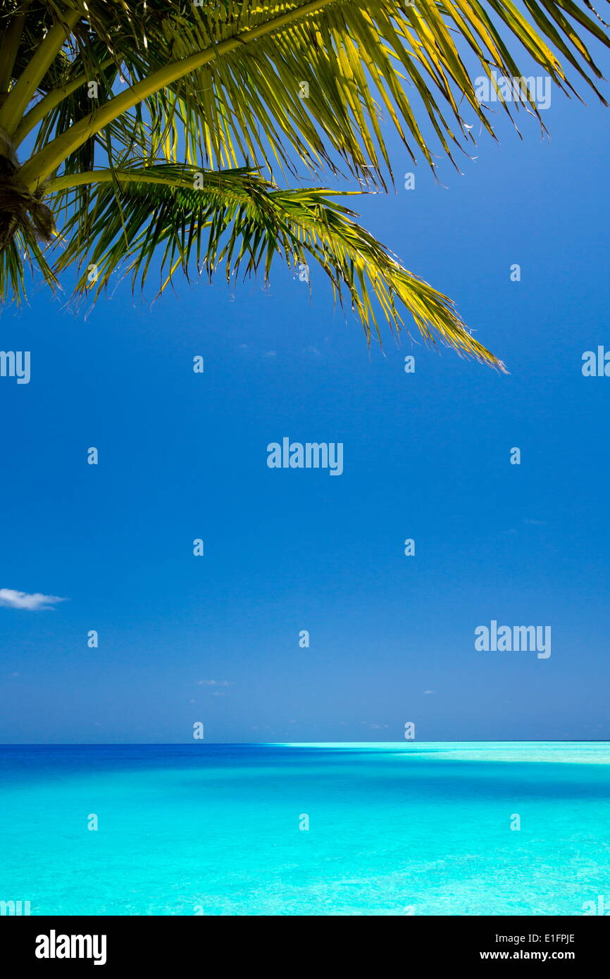 Shades of blue and palm tree, tropical beach, Maldives, Indian Ocean ...