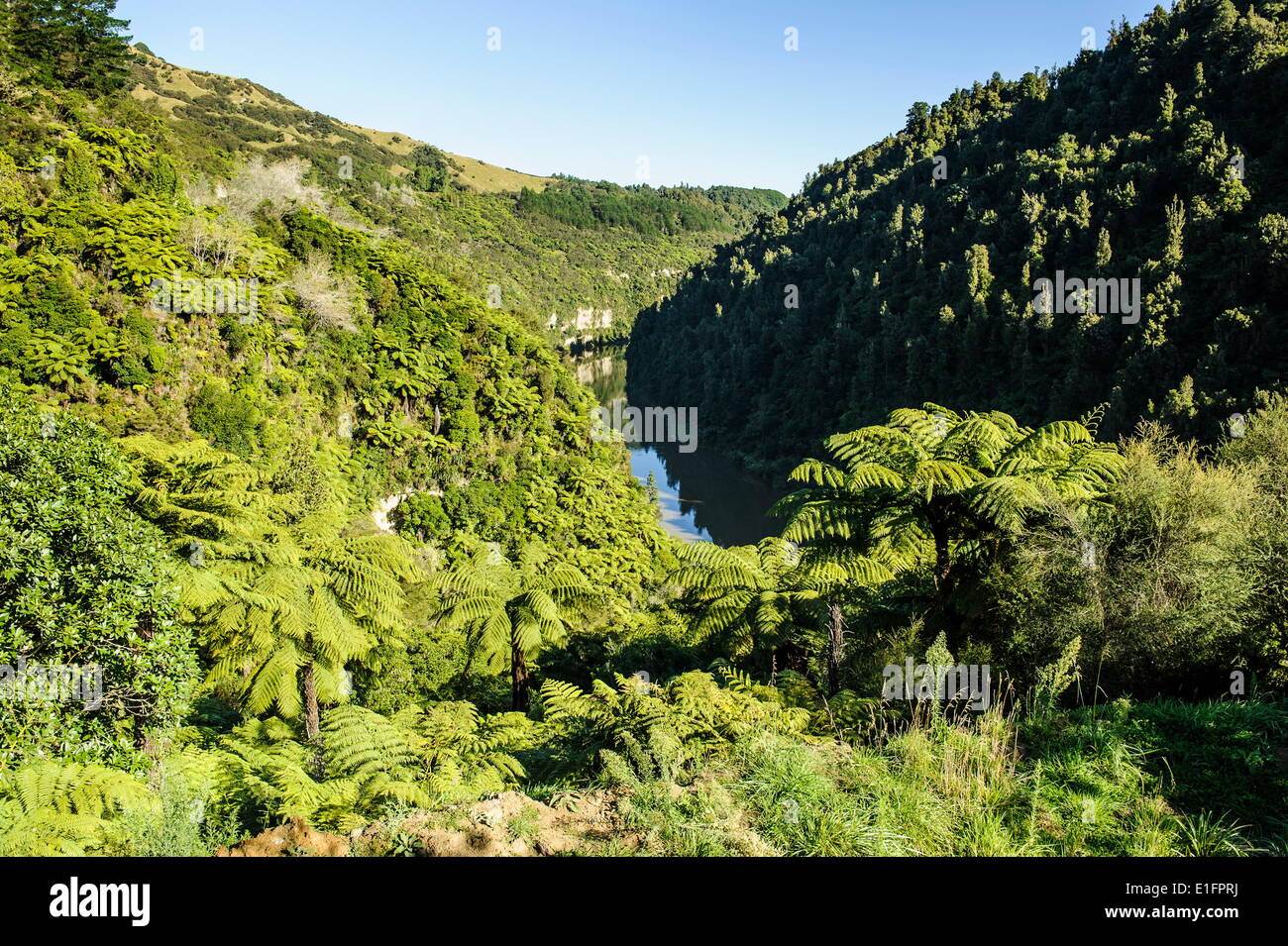 View over the Whanganui River in the lush green countryside, Whanganui ...