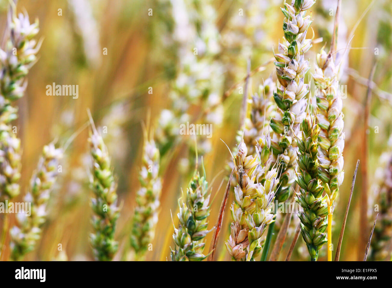 Wheat grains hi-res stock photography and images - Alamy