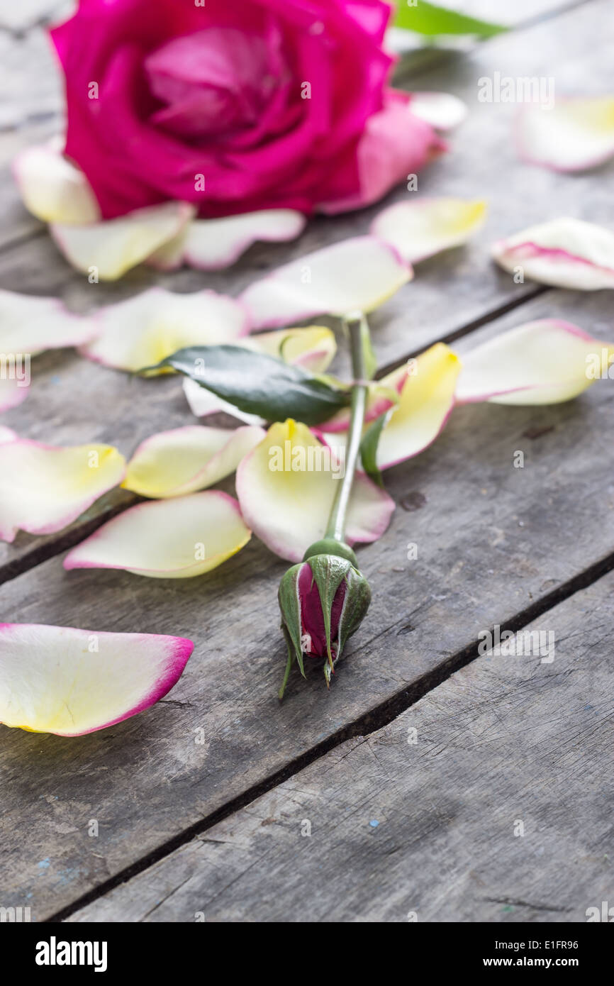 Lying rose petals hi-res stock photography and images - Alamy