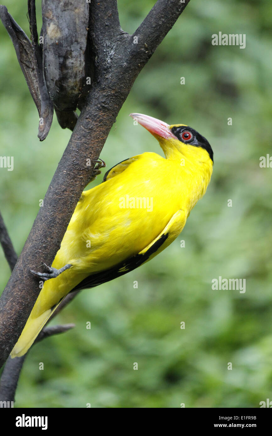 Black naped oriole oriolus chinensis malaysia hi-res stock photography ...