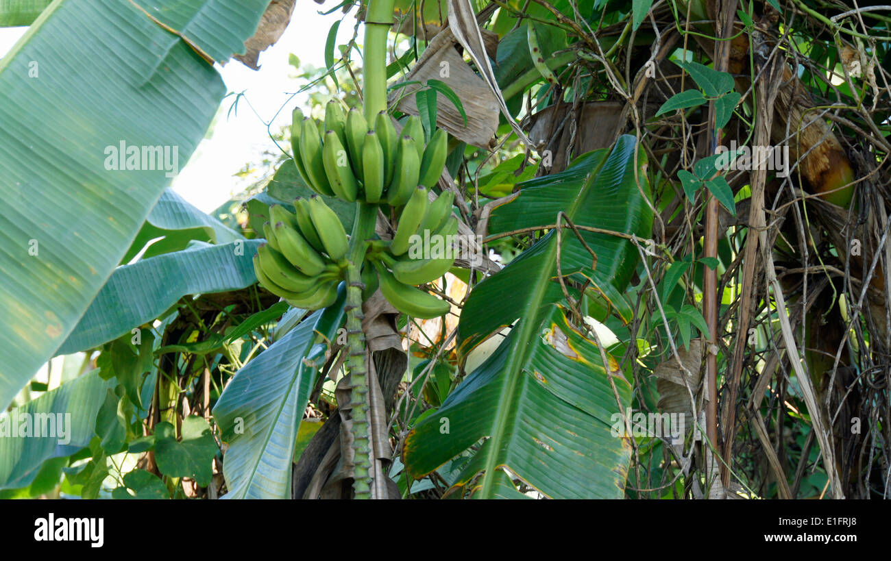 Caribbean agriculture tourism hi-res stock photography and images - Alamy