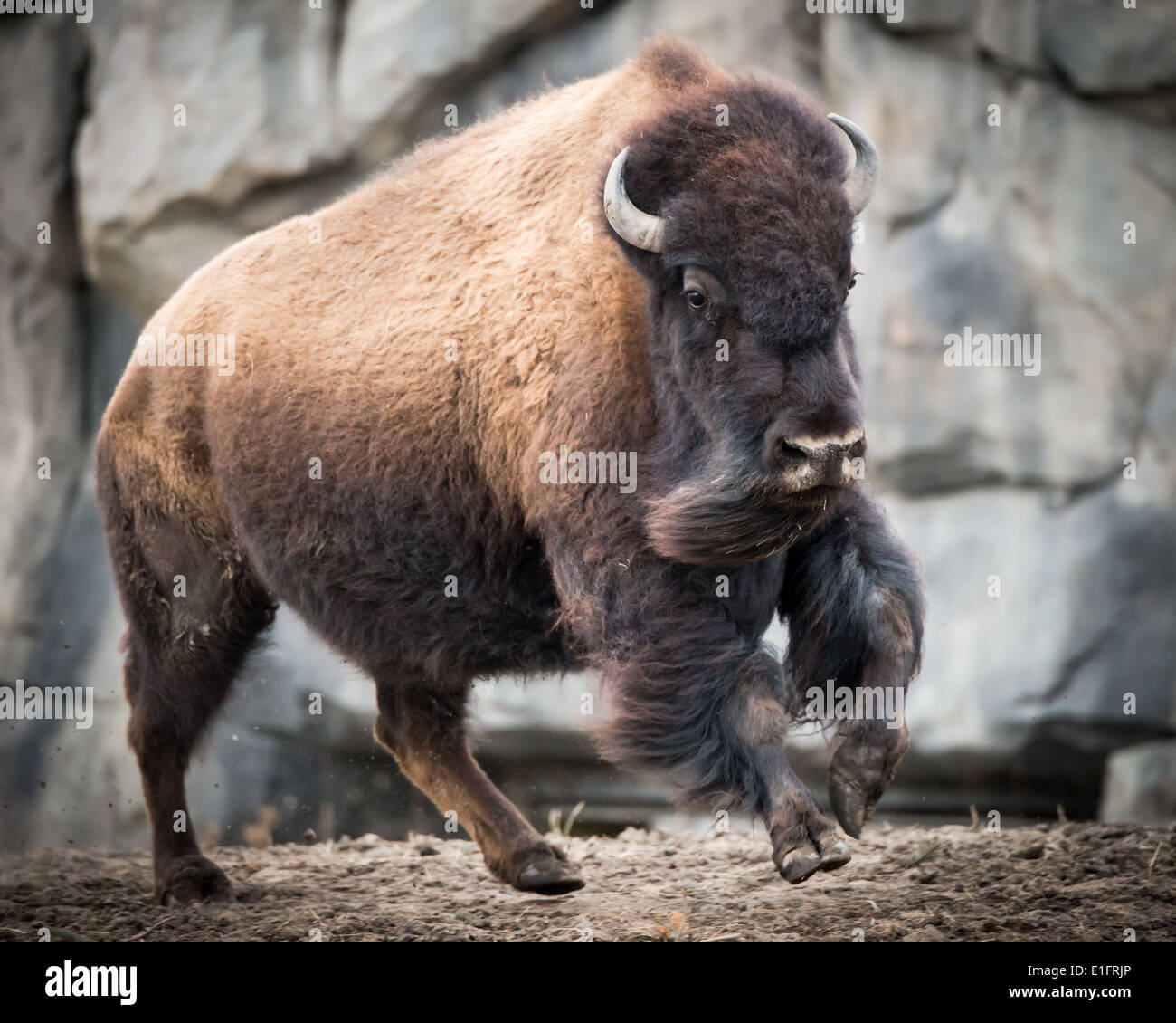 Running American Bison Stock Photo - Alamy
