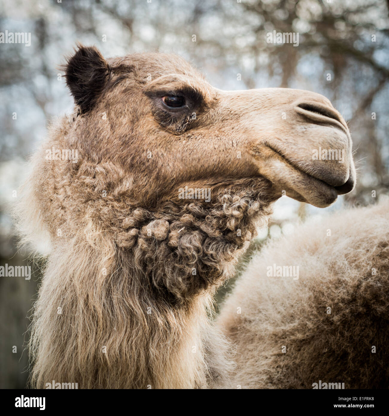 Profile of camel hi-res stock photography and images - Alamy