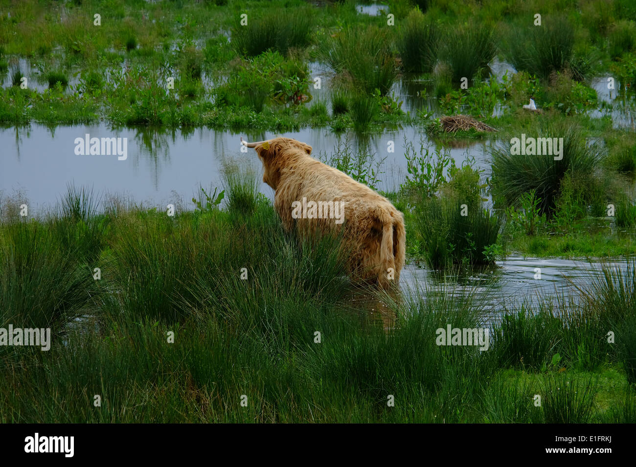 Highland cow wading through water on marsh land Stock Photo - Alamy