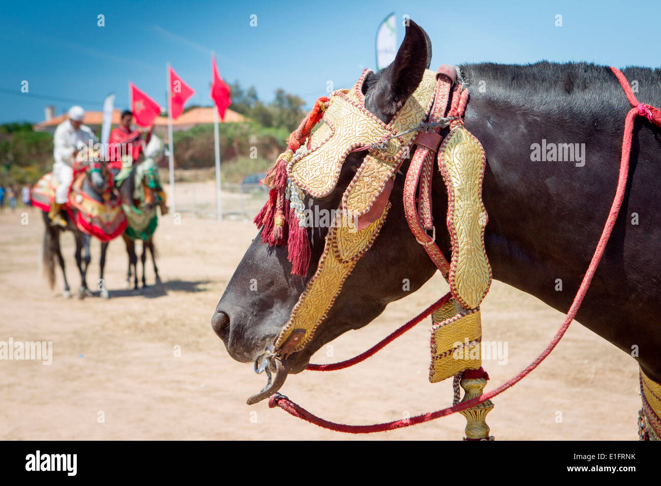 Detail of traditionally decorated Arabian Barb horses performing at a ...