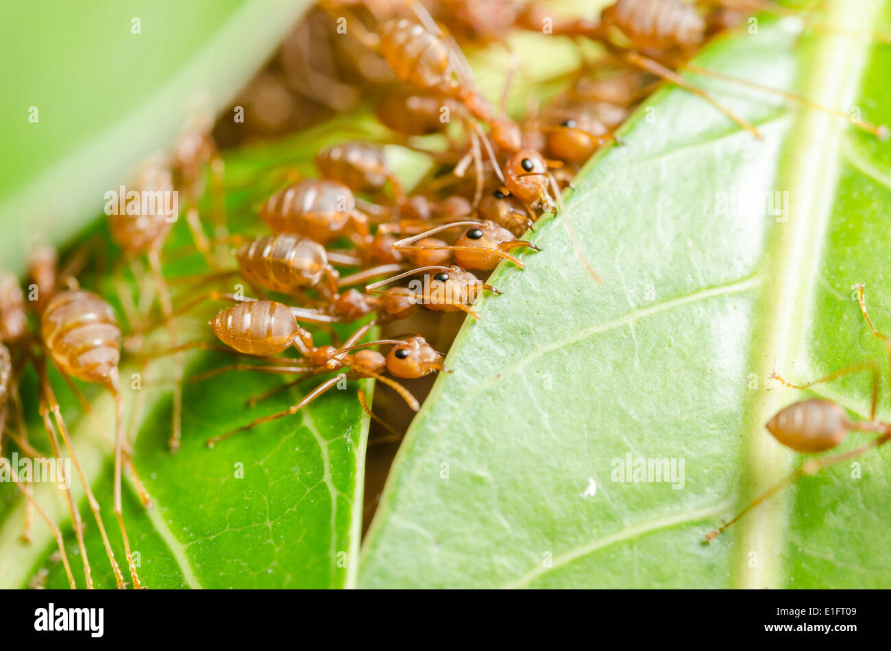 Red ants build home in teamwork power concept Stock Photo - Alamy