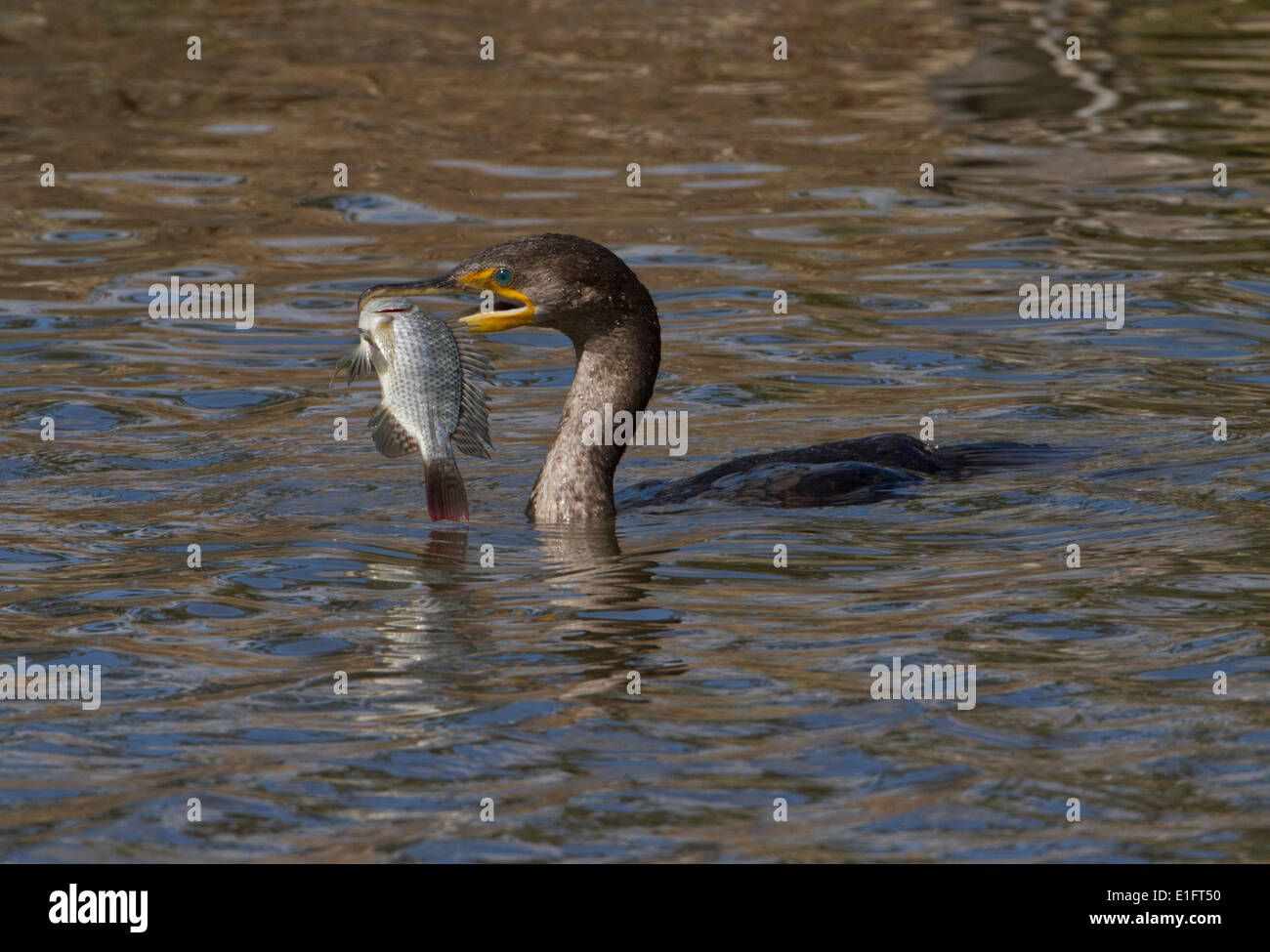 Immature double crested cormorant with fish in its beak Stock Photo - Alamy