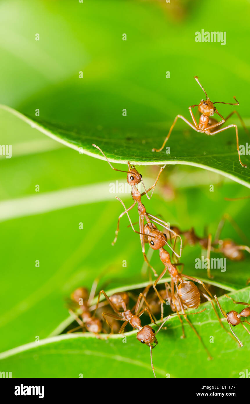 Red ants build home in teamwork power concept Stock Photo - Alamy