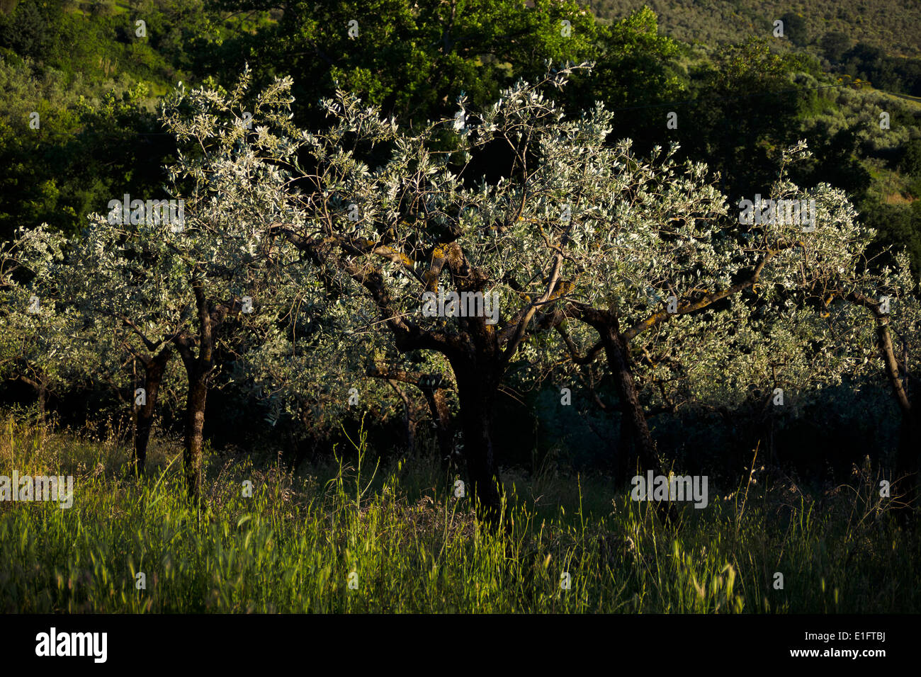 Olive field in Umbria, Italy Stock Photo - Alamy