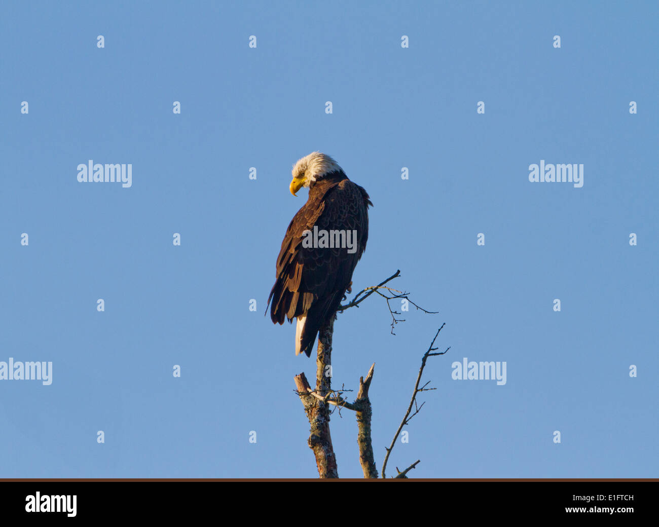 Mature Bald Eagle, perched, looking down Stock Photo - Alamy