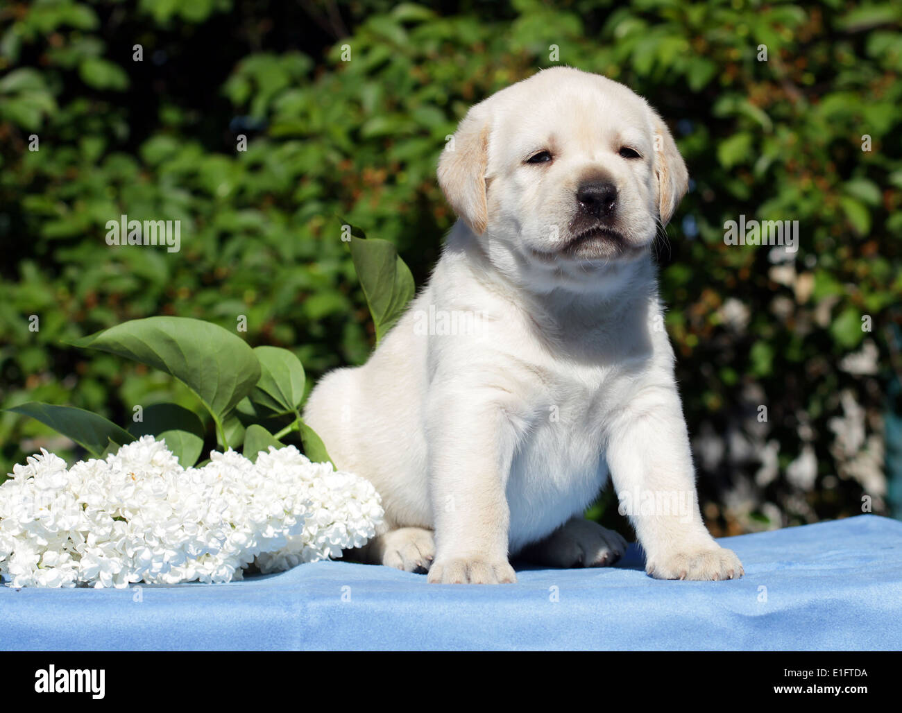 Labrador puppy yellow flowers hi-res stock photography and images - Alamy