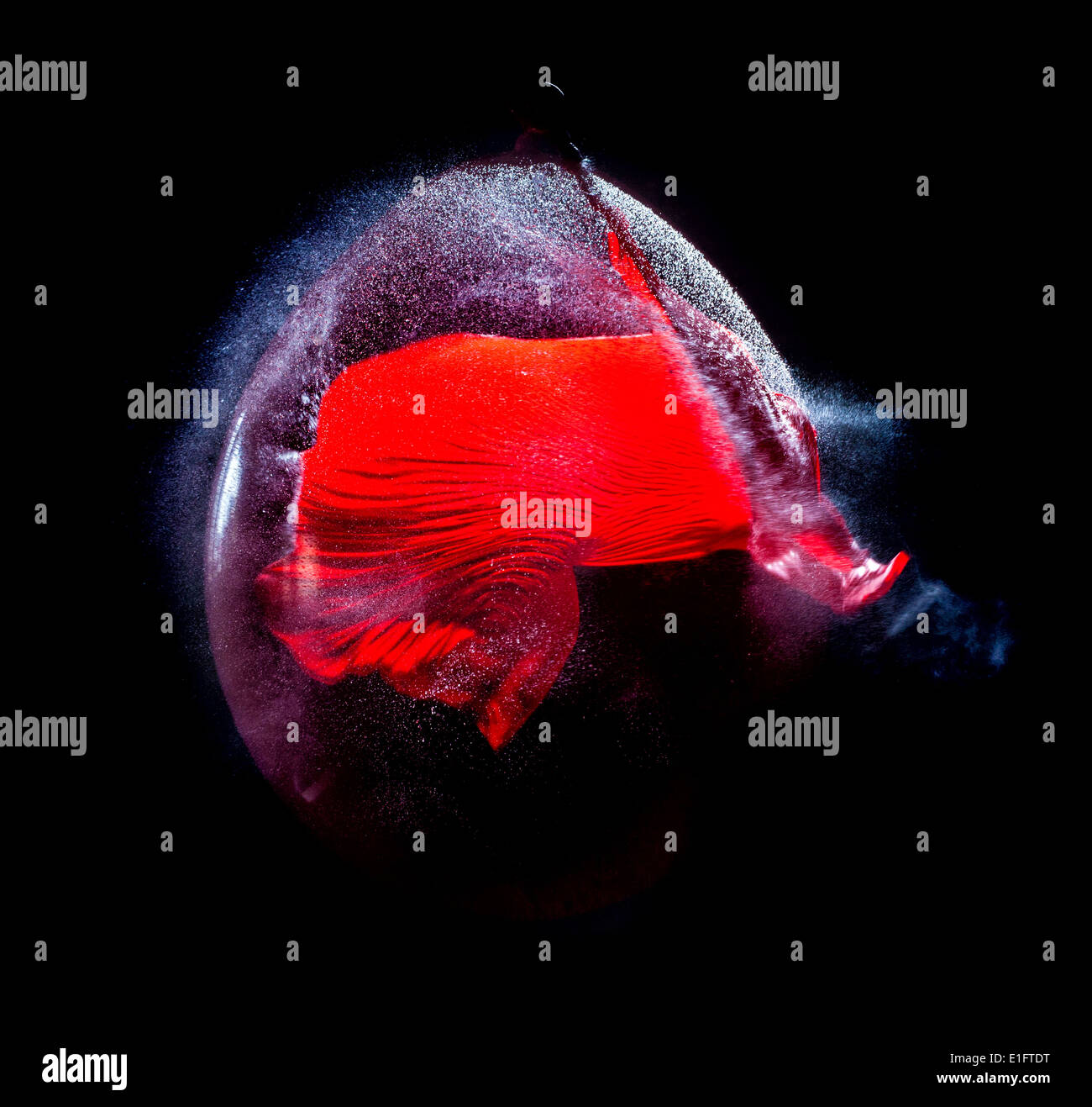 Explosion balloon full water high hi-res stock photography and images ...