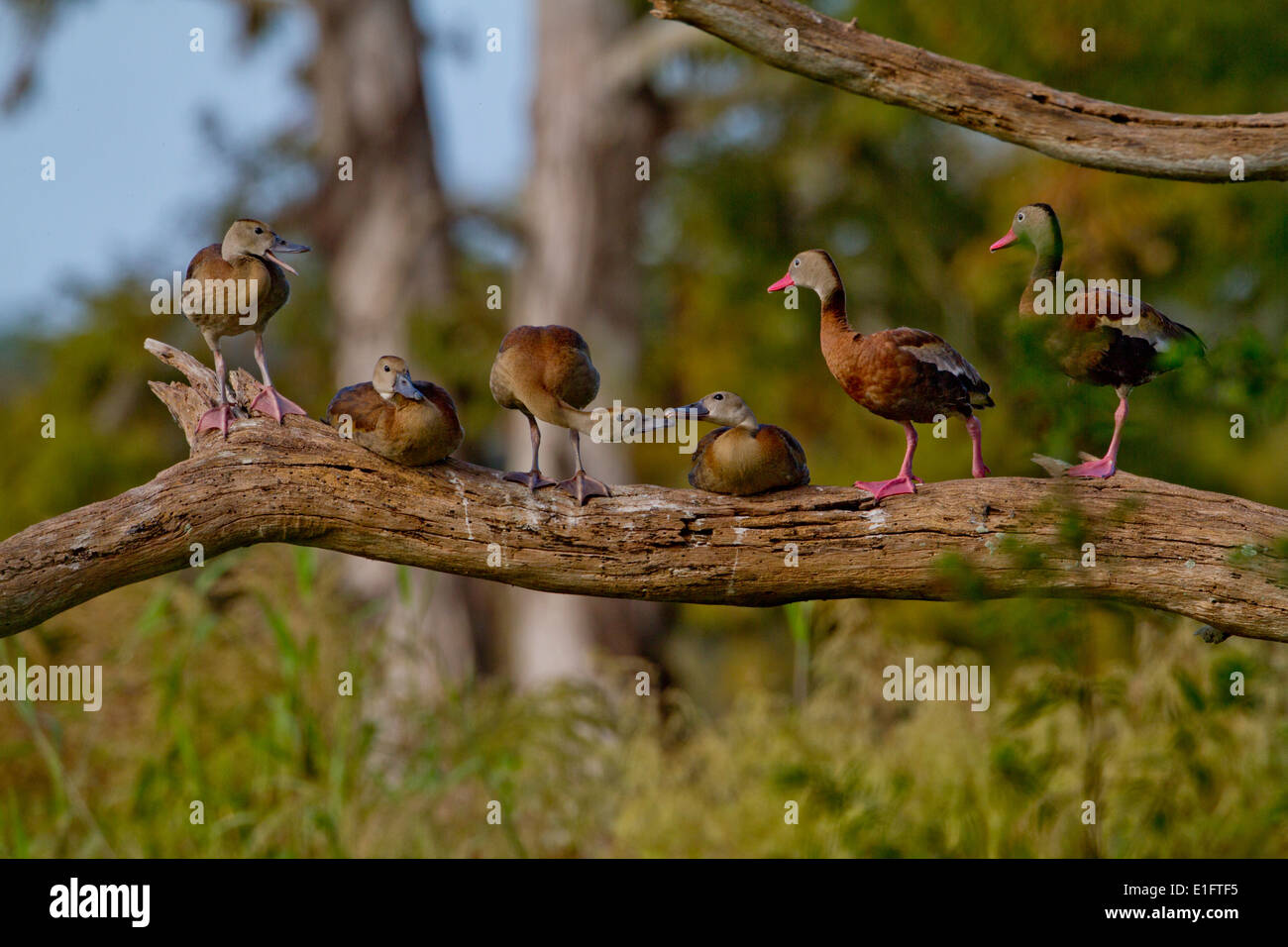 Black bellied whistling duck hi-res stock photography and images - Alamy