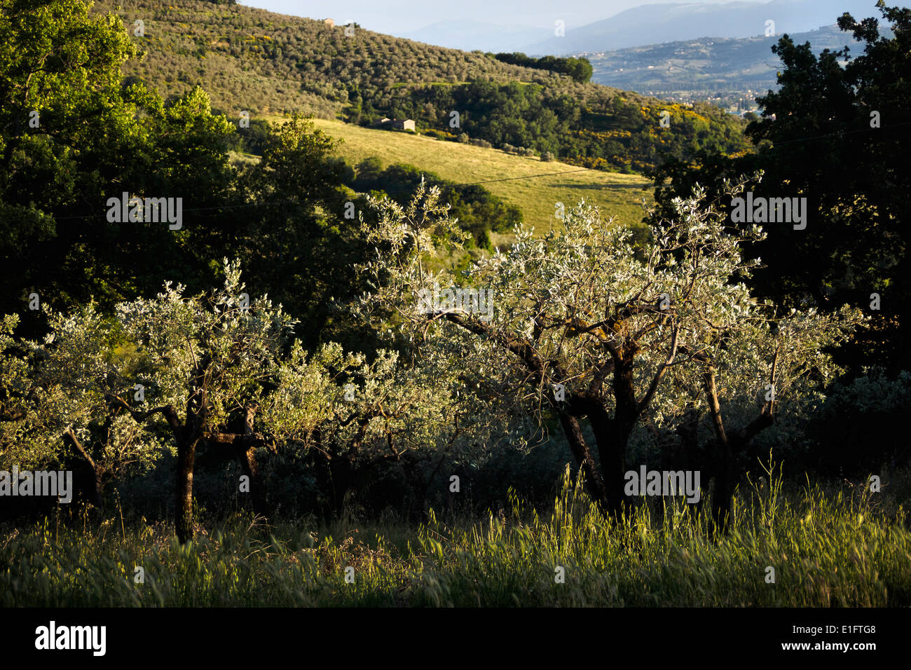 Olive field in Umbria, Italy Stock Photo - Alamy