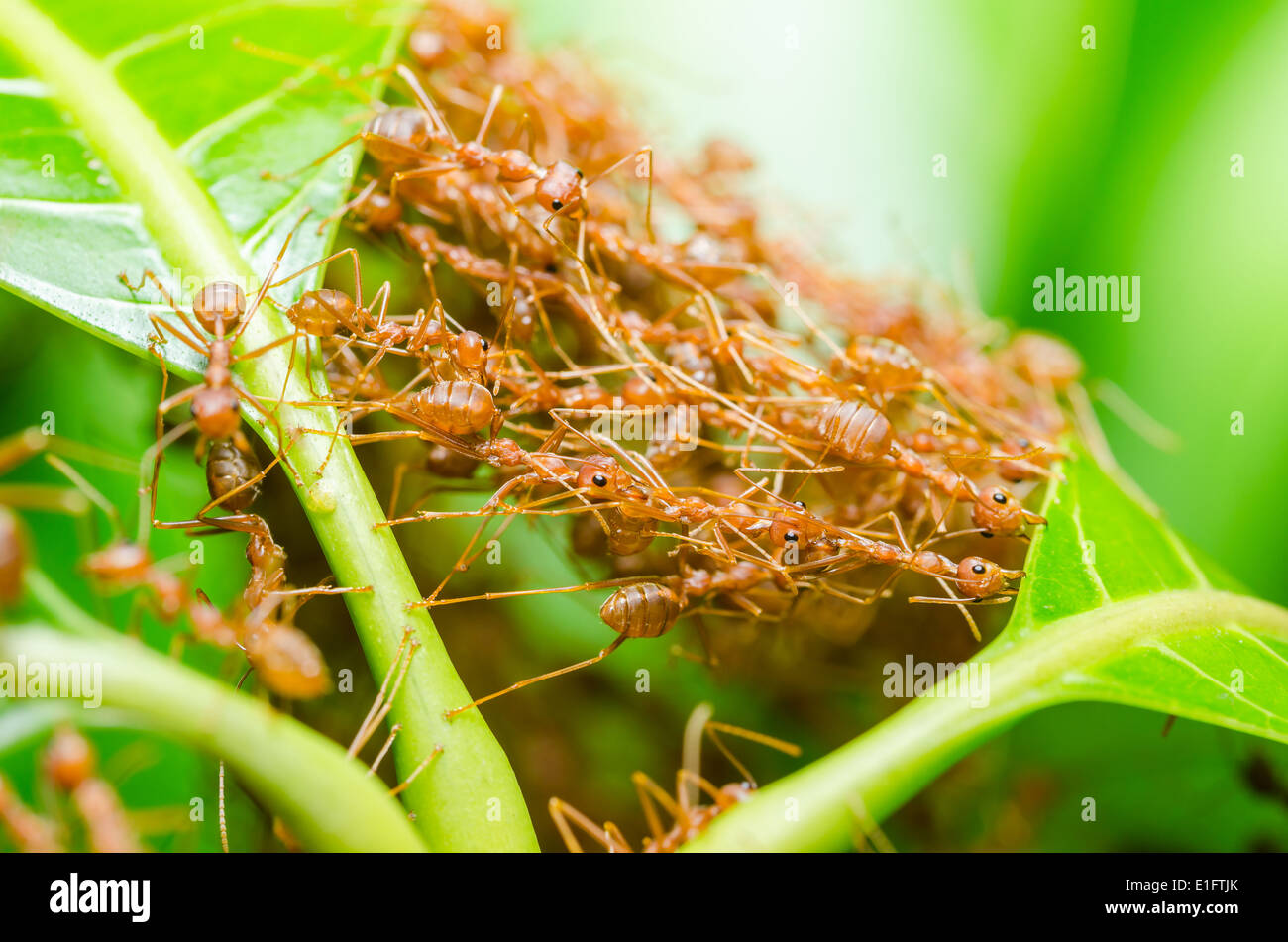 Red ants build home in teamwork power concept Stock Photo - Alamy