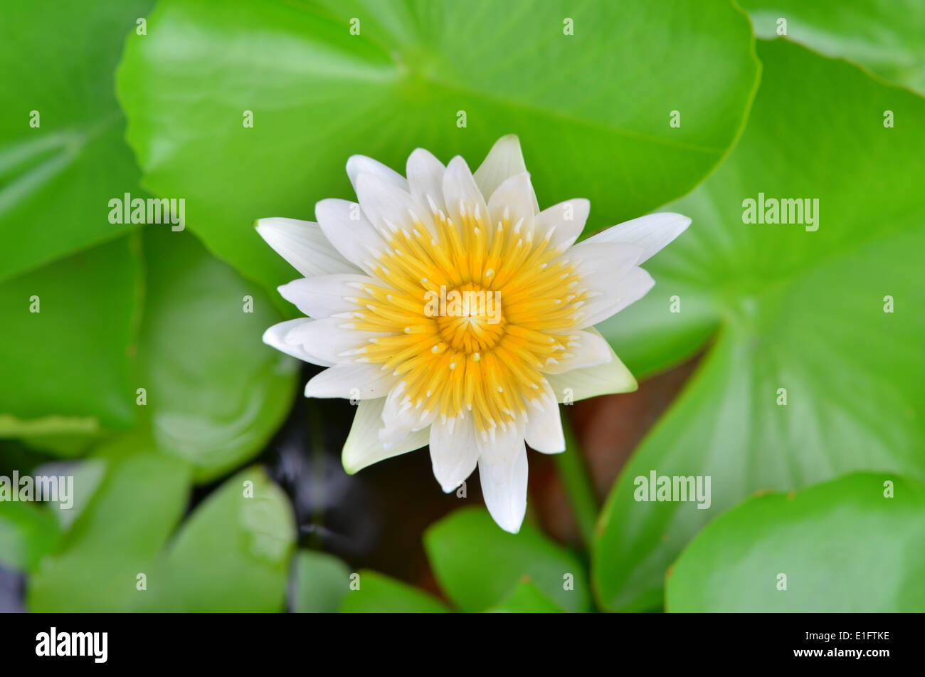 The white lotus hi-res stock photography and images - Alamy