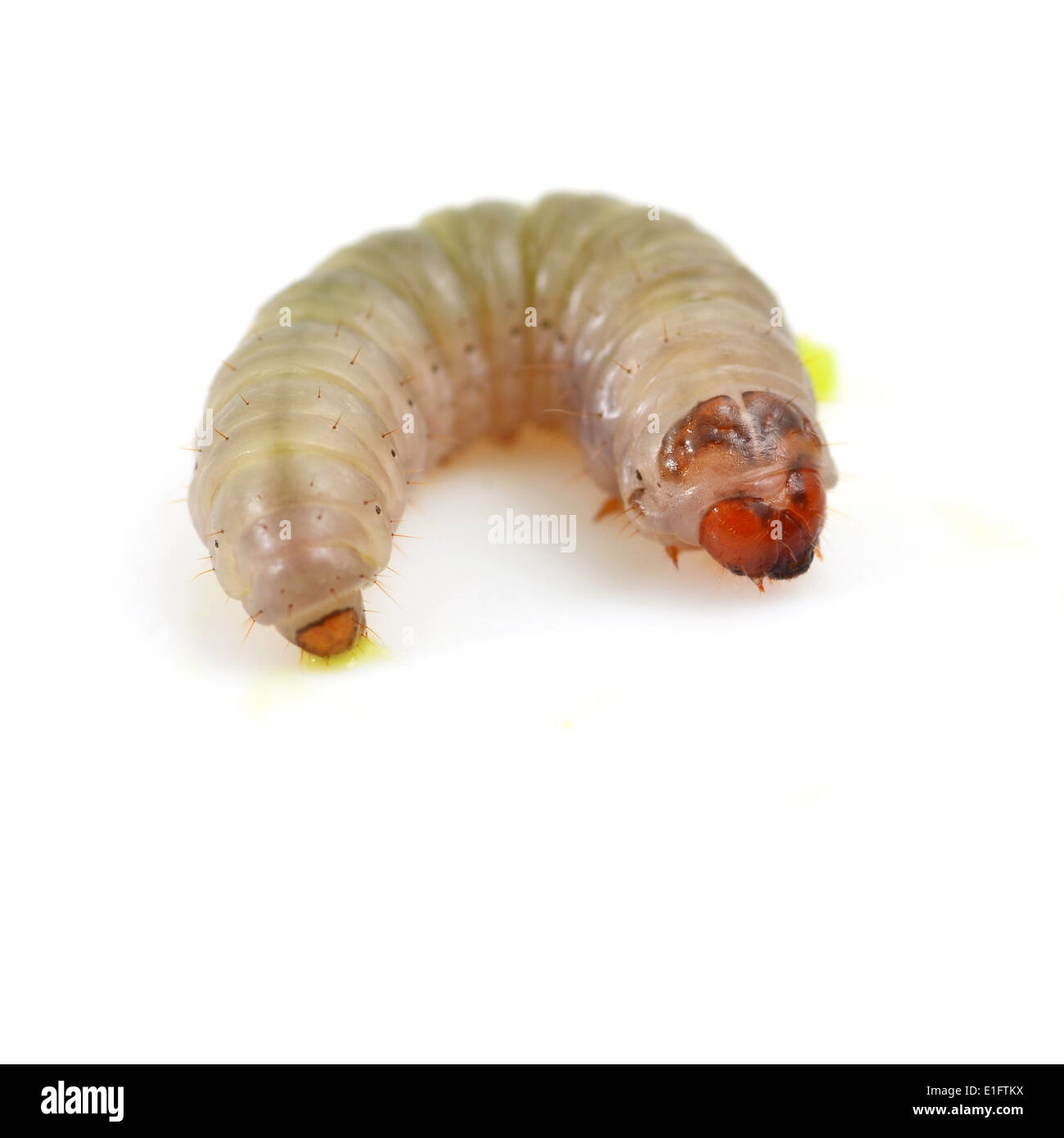 Worm digging hi-res stock photography and images - Alamy