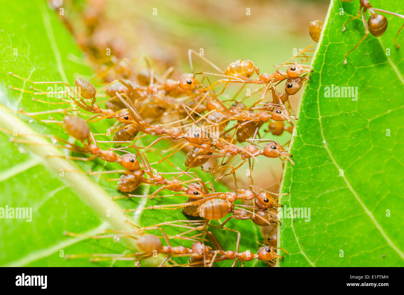 Red ants build home in teamwork power concept Stock Photo - Alamy