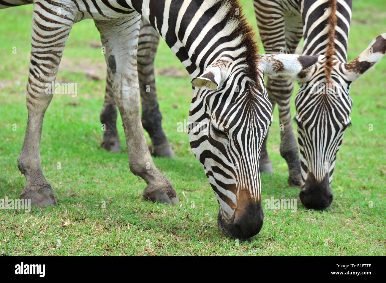 zebra eating grass Stock Photo - Alamy