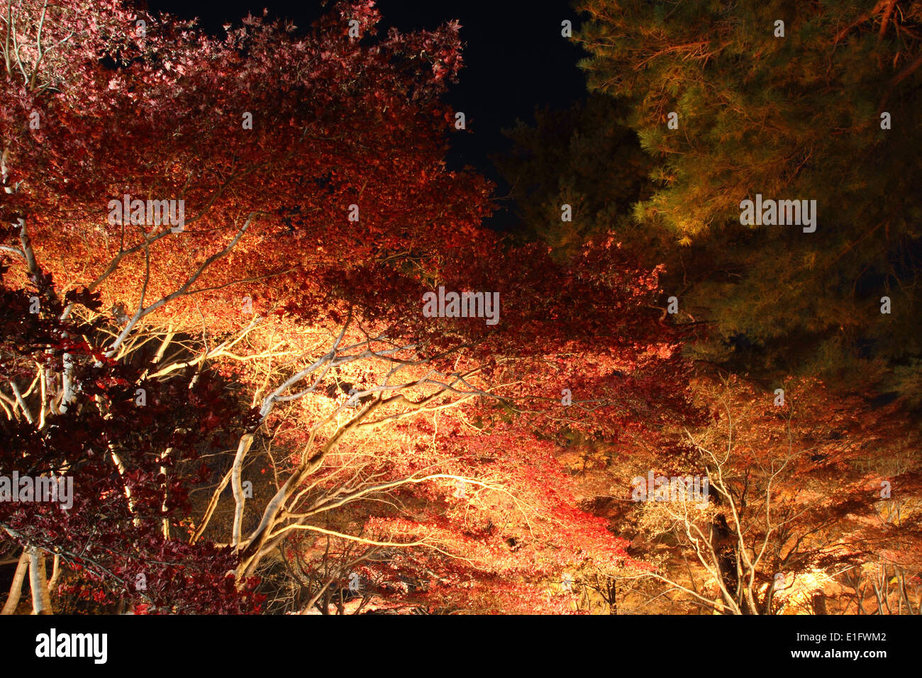 night Japanese red maple tree background , Saitama, Japan Stock Photo ...