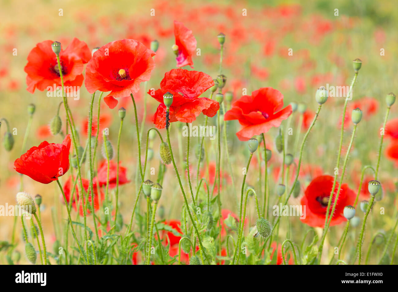 Red poppy field hi-res stock photography and images - Alamy