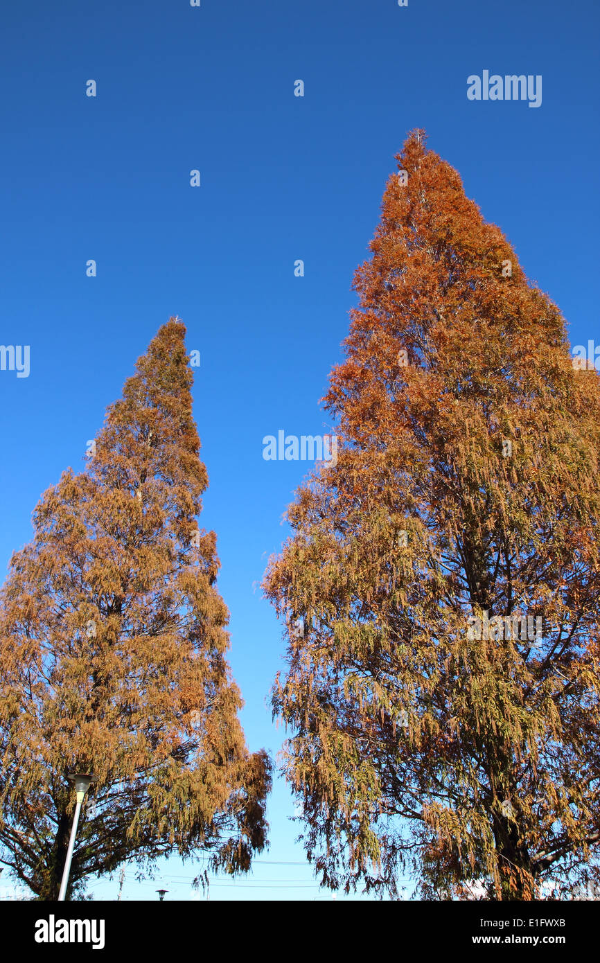 autumn tree background in japan, saitama, Japan Stock Photo - Alamy