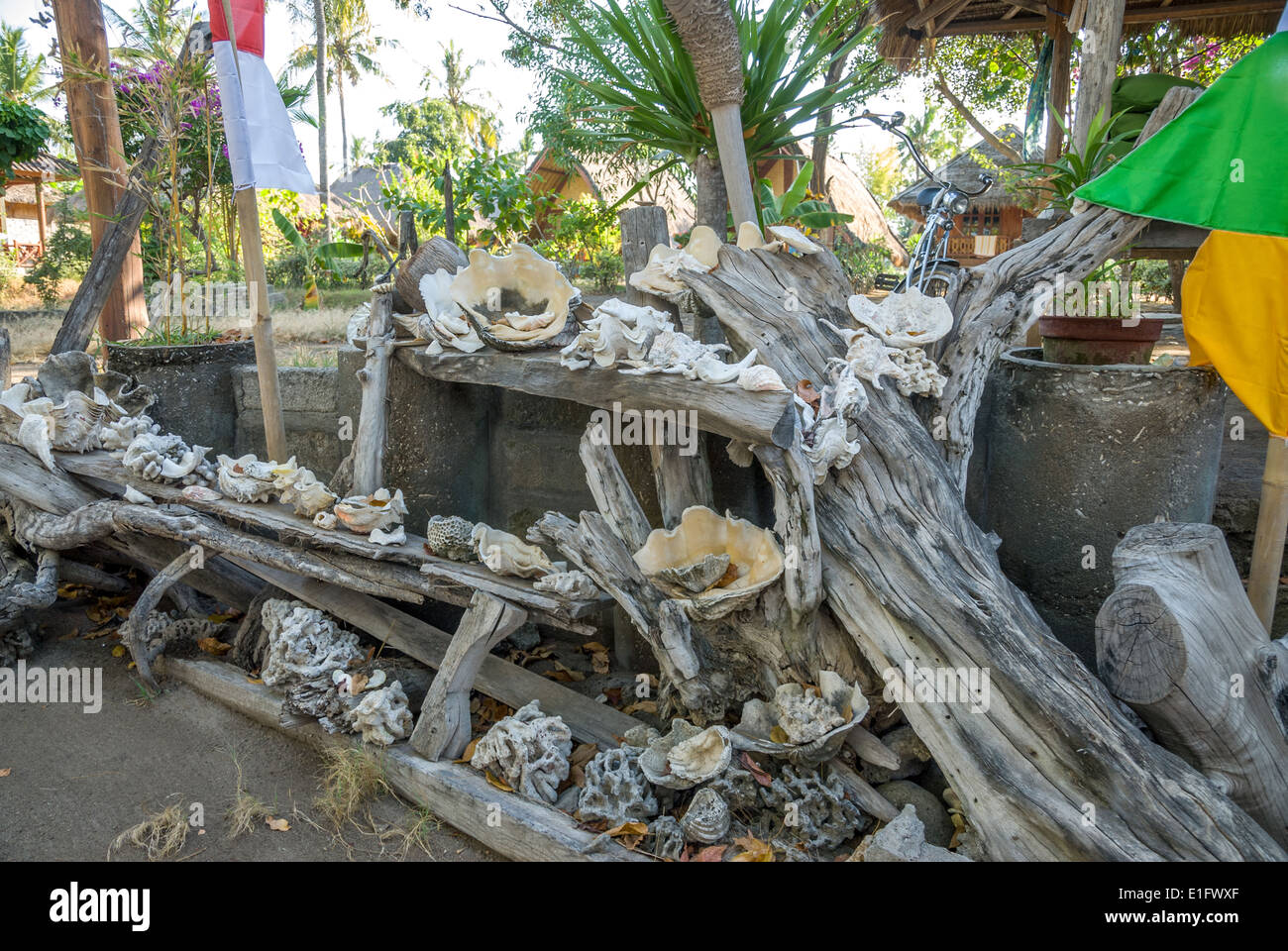 Nusa Lembongan shells Indonesia Stock Photo - Alamy