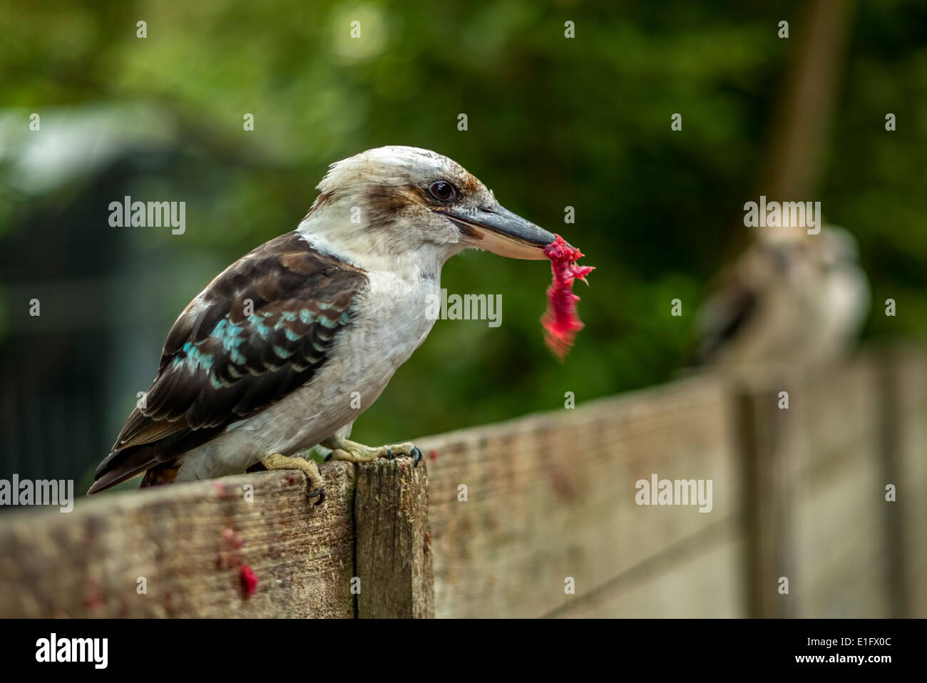 Kookaburra bird hi-res stock photography and images - Alamy