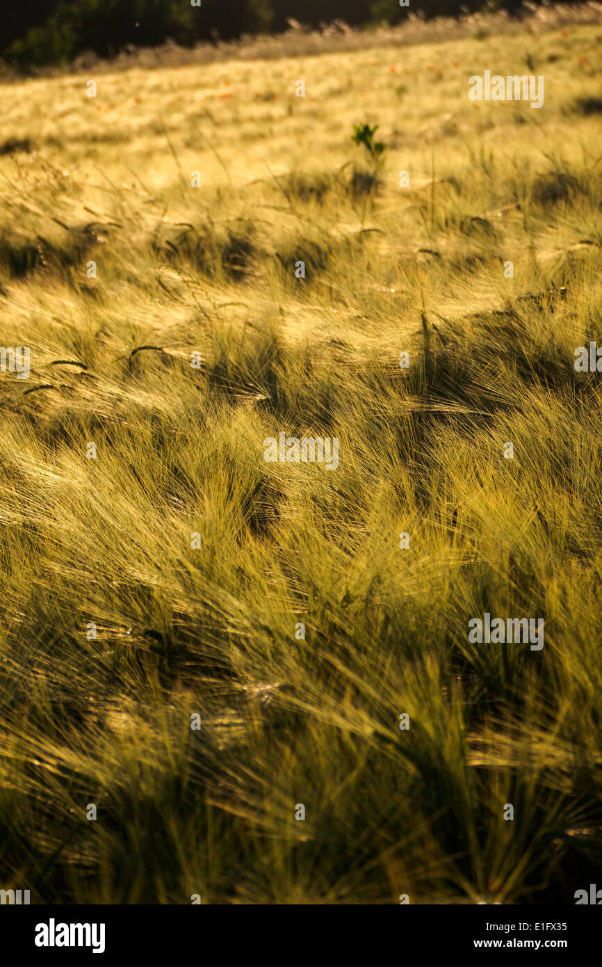 wheat field in Umbria, Italy Stock Photo - Alamy