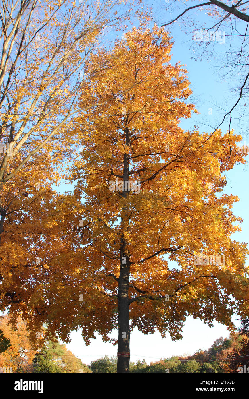 japanese red maple tree background , saitama,Japan Stock Photo - Alamy