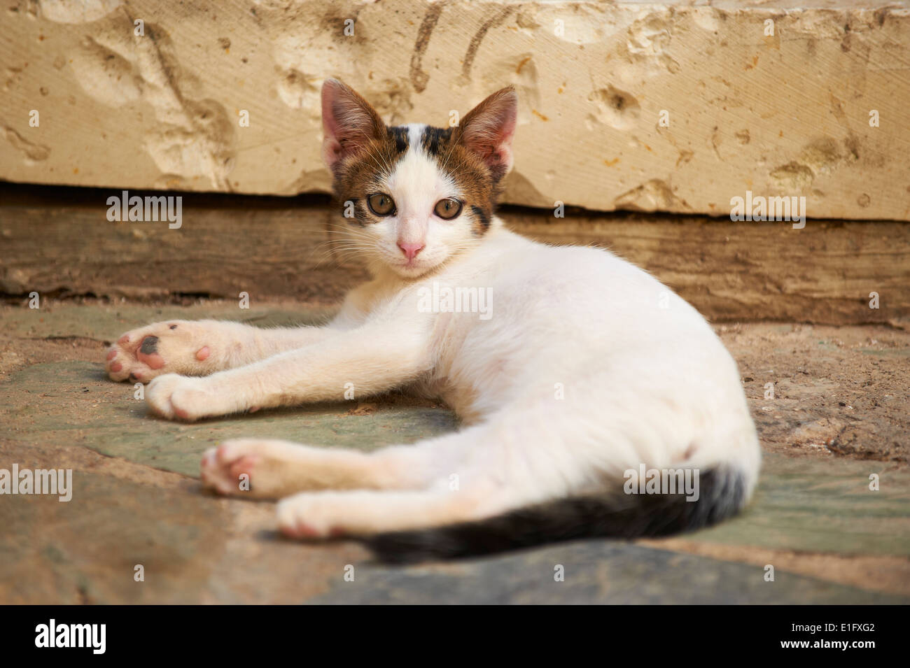 Greece, Crete island, street cat Stock Photo - Alamy