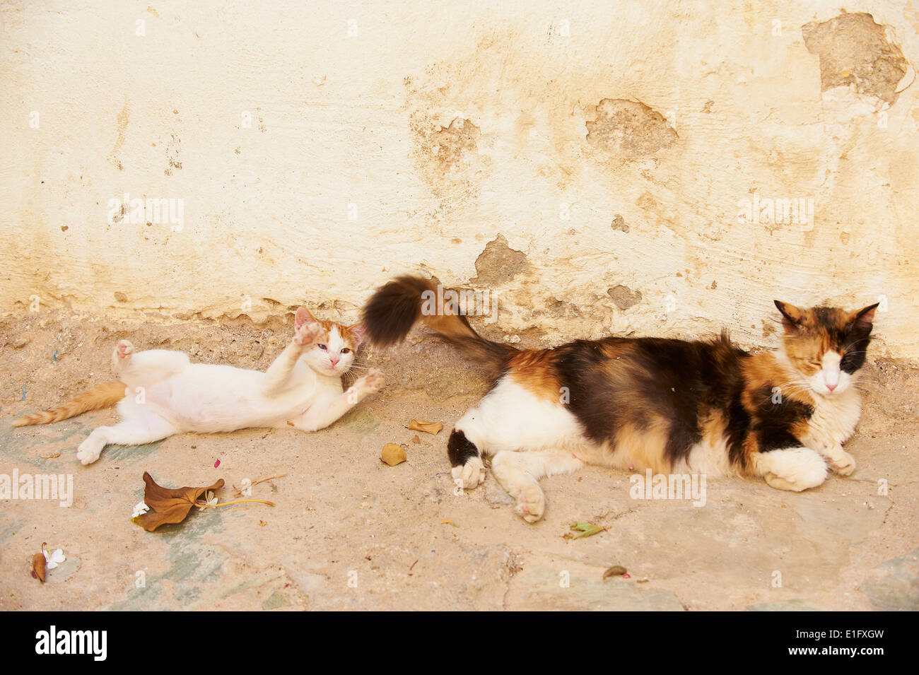 Cat island island hi-res stock photography and images - Alamy