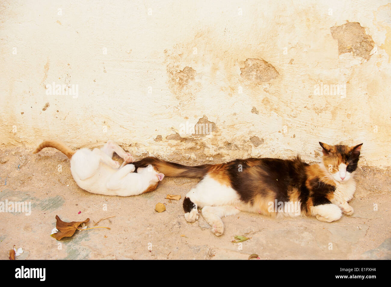 Greece, Crete island, street cat Stock Photo - Alamy