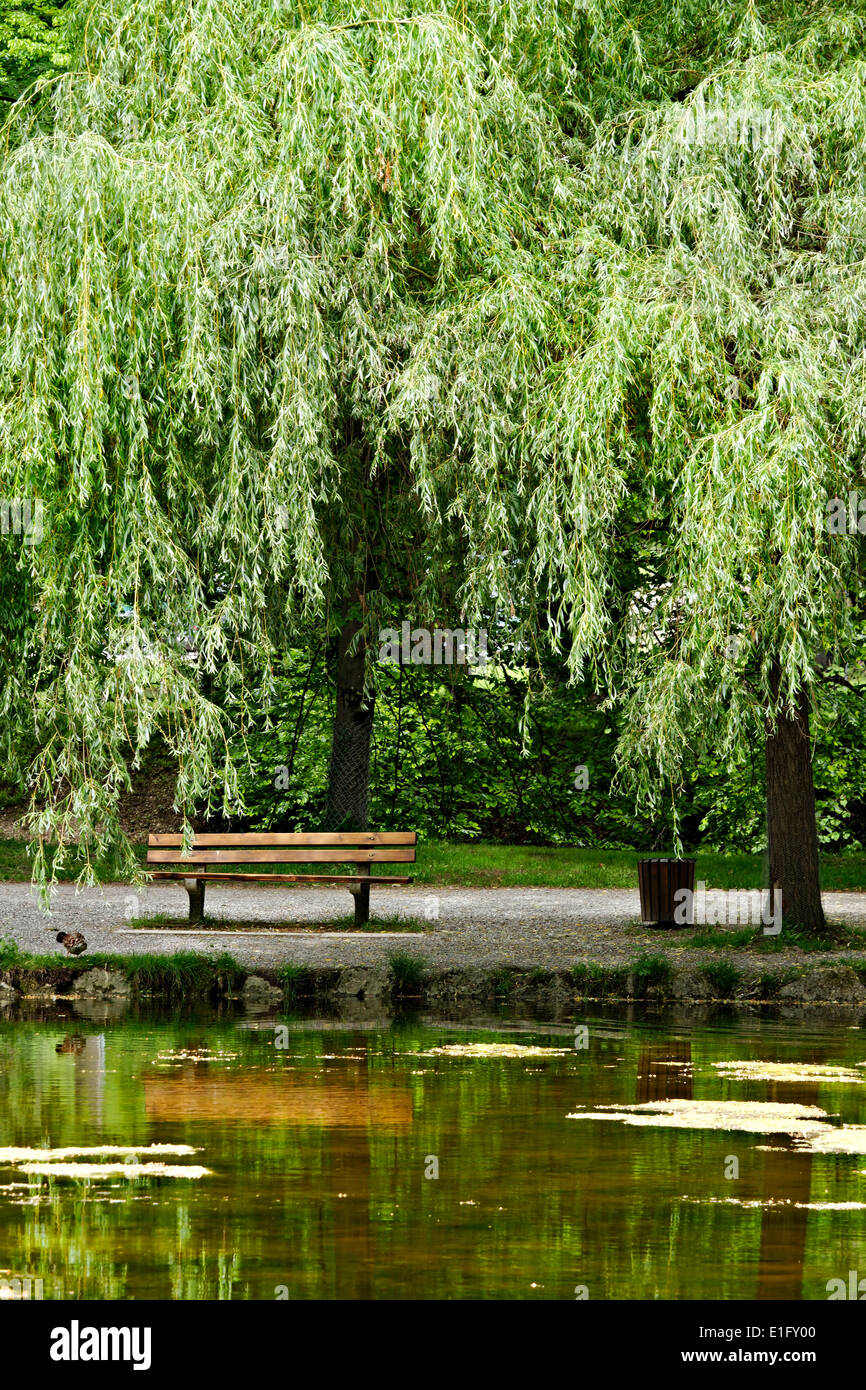 Bench Seat under Willow Tree with Lake, Spa Garden, Bad Aibling, Upper ...