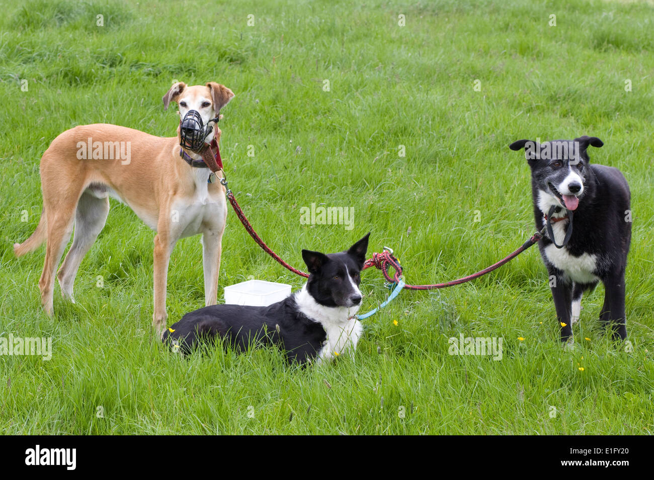 Breeds of dogs hi-res stock photography and images - Alamy