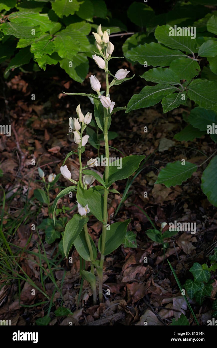 White helleborine cephalanthera damasonium hi-res stock photography and ...
