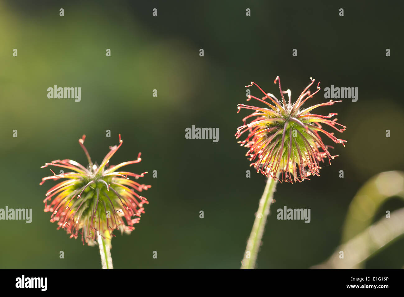 backlit seedhead common weed Herb Bennet whose hook tipped burrs are ...