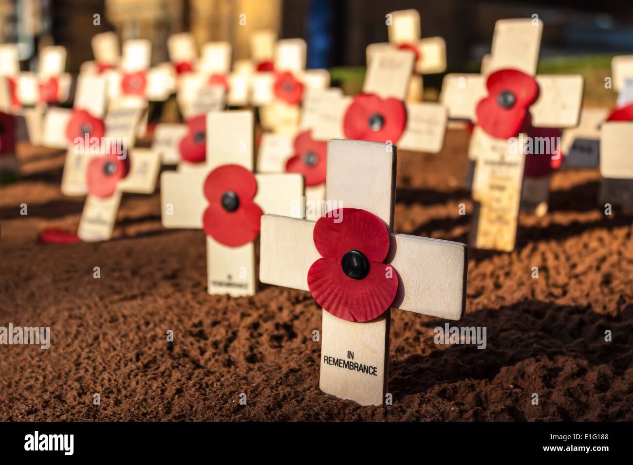 Remembrance Day - wooden crosses with poppies Stock Photo - Alamy